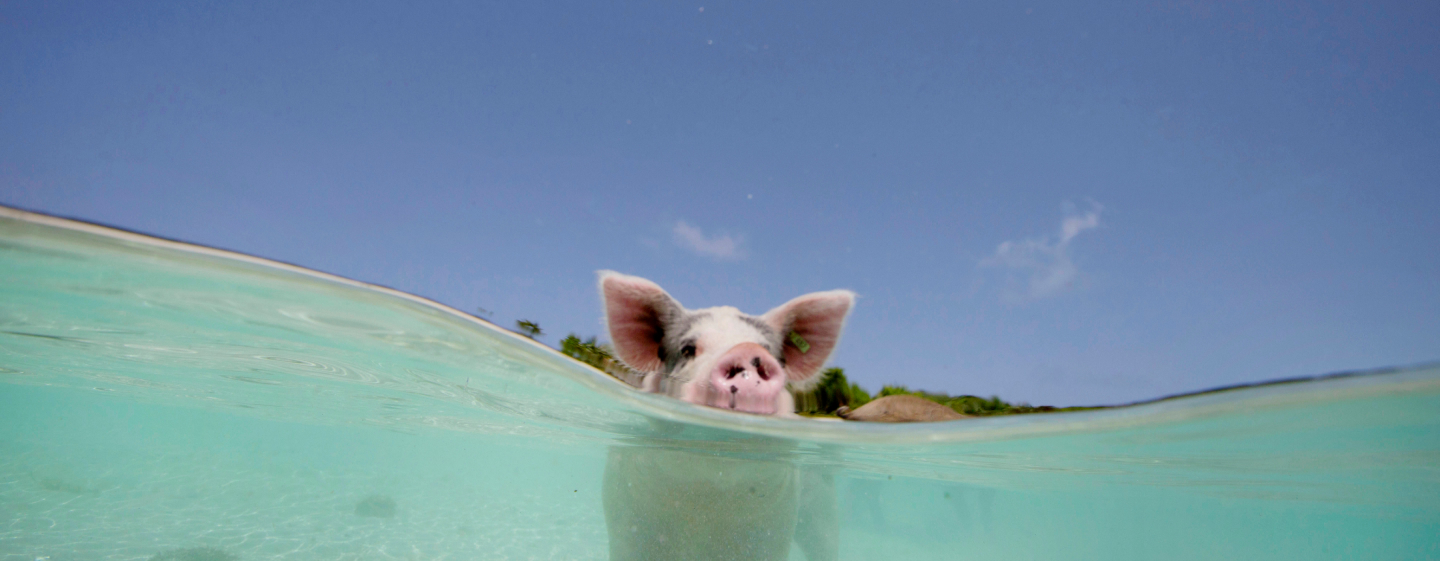 Nassau Vacation Packages from Fort Lauderdale | JetBlue Vacations